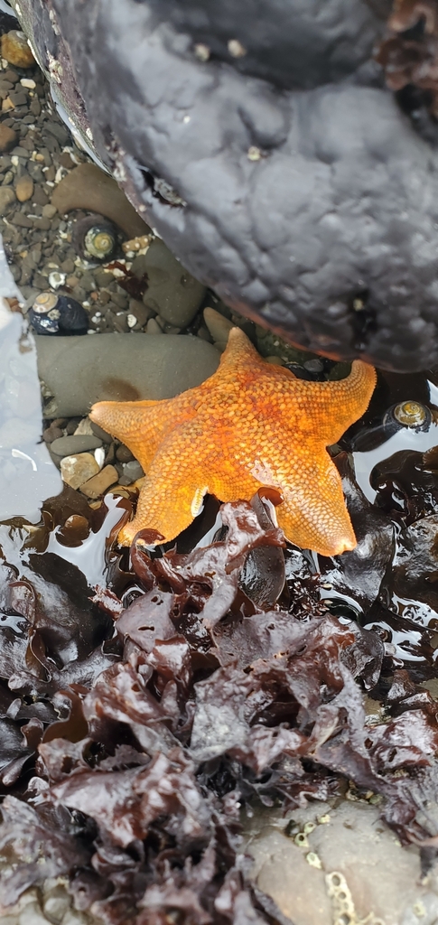 Bat Star from San Mateo County, CA, USA on June 19, 2025 at 11:33 AM by ...