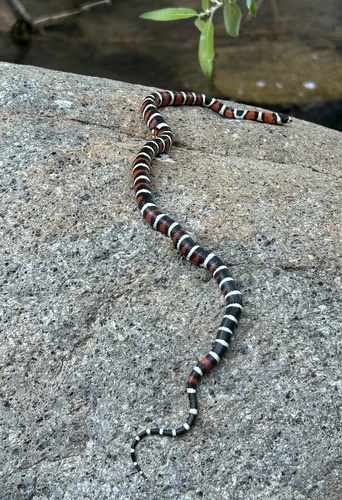 Utah Mountain Kingsnake (Lampropeltis pyromelana infralabialis ...