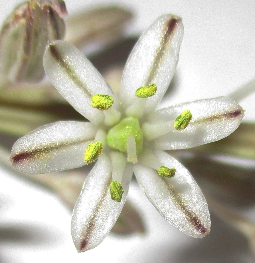 Largecapsule Poison Squills (Macrocentrae) - Botanical Realm