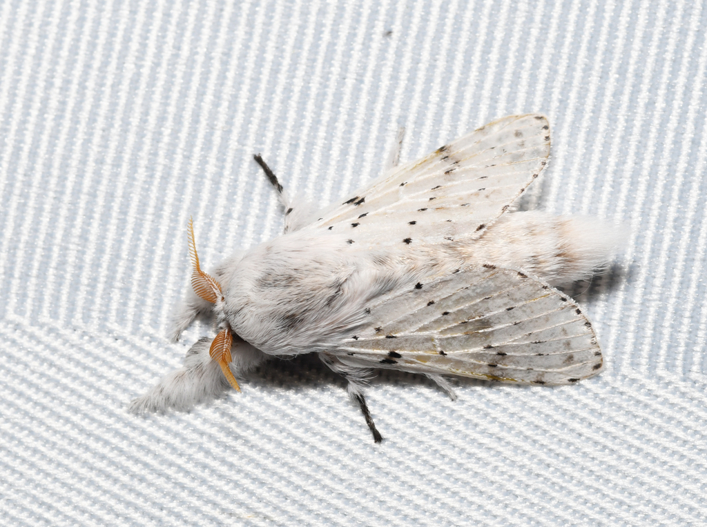Artace pelia from Mindo Valley, Ecuador on September 20, 2019 at 08:02 ...