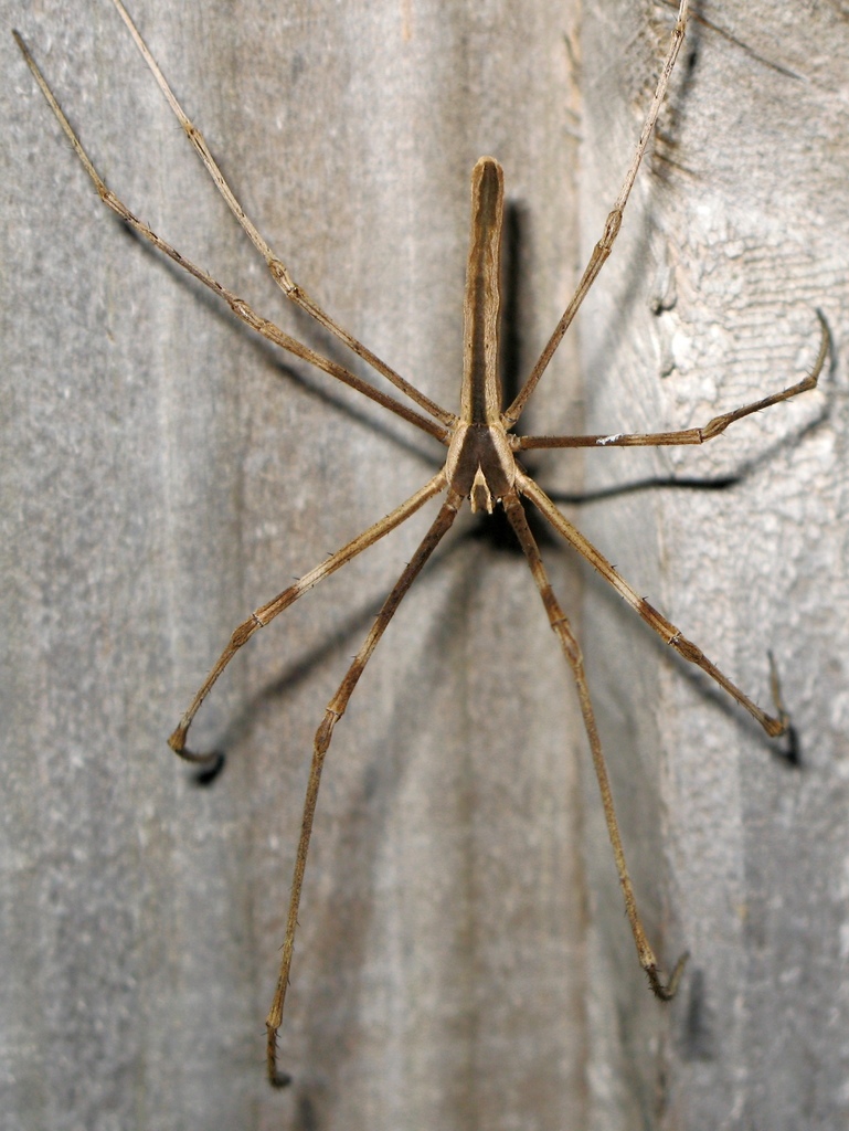 Rufous Net-casting Spider (Arachnids of Casey, VIC, AU) · iNaturalist