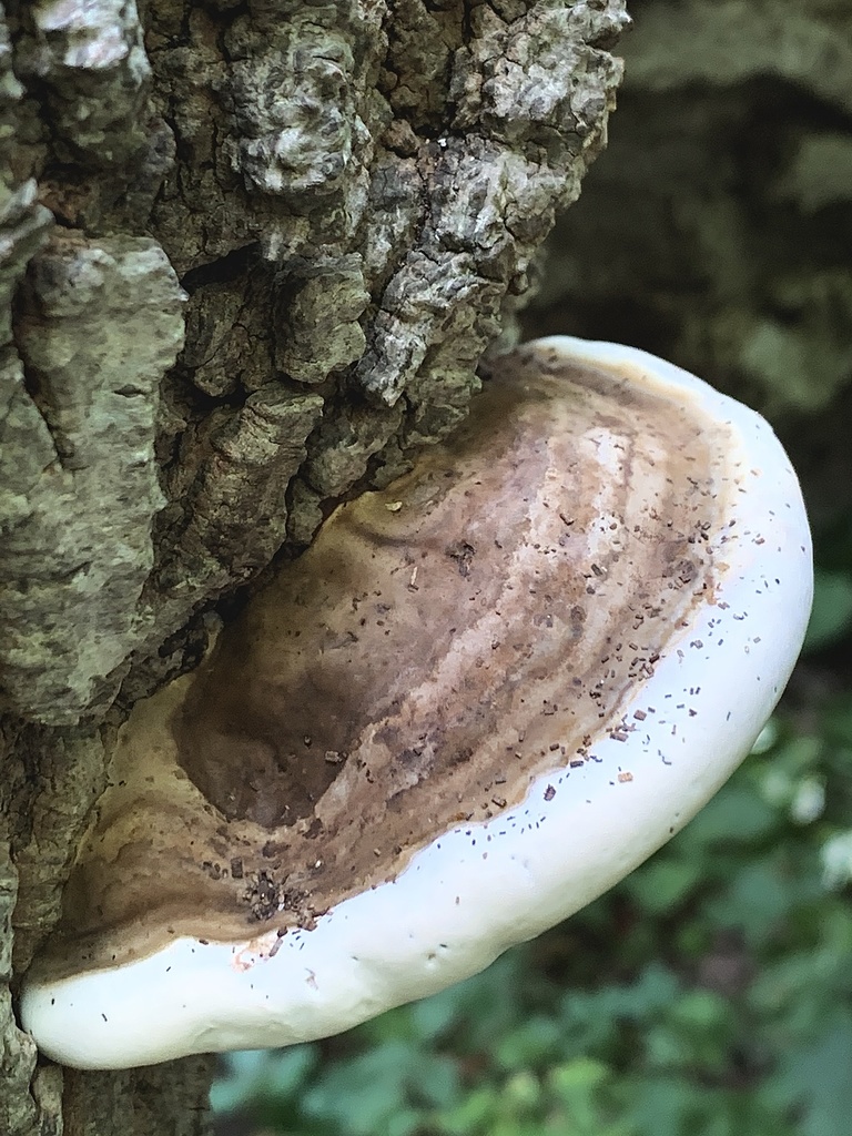 Fomitopsis from Carolyn Green Park, Mississauga, ON, CA on September 24 ...