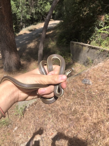 California Striped Racer (Masticophis lateralis lateralis) - Snakes and ...