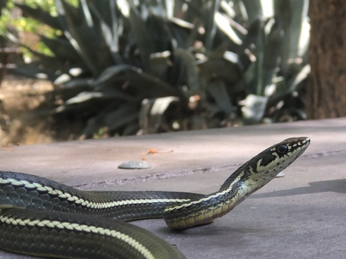 California Striped Racer (Masticophis lateralis lateralis) - Snakes and ...