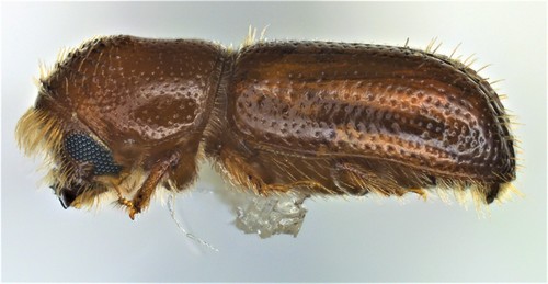 Pityophthorus liquidambarus · iNaturalist