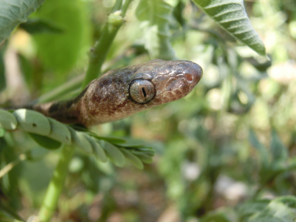 Hispaniola Boa in May 2015 by Martin Reith · iNaturalist