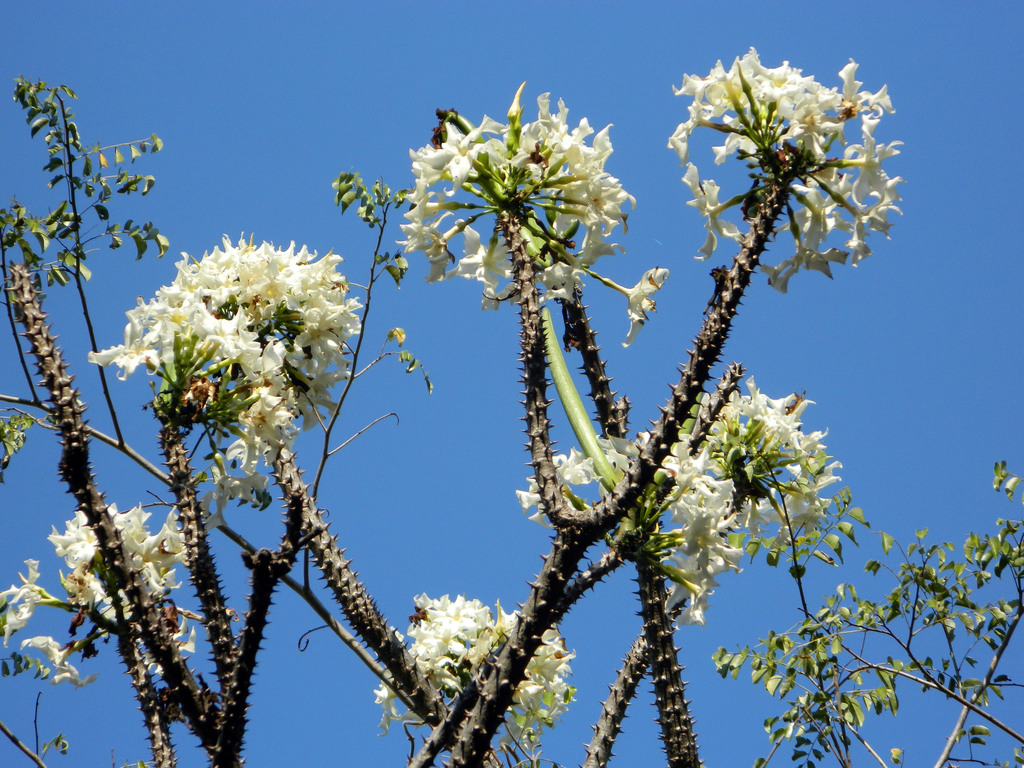 Pachypodium rutenbergianum from Ankarafantsika National Park, District ...