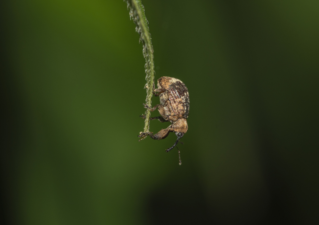 Anthonomus from 中国云南省丽江市古城区 on July 3, 2022 at 02:20 PM by pikasu ...