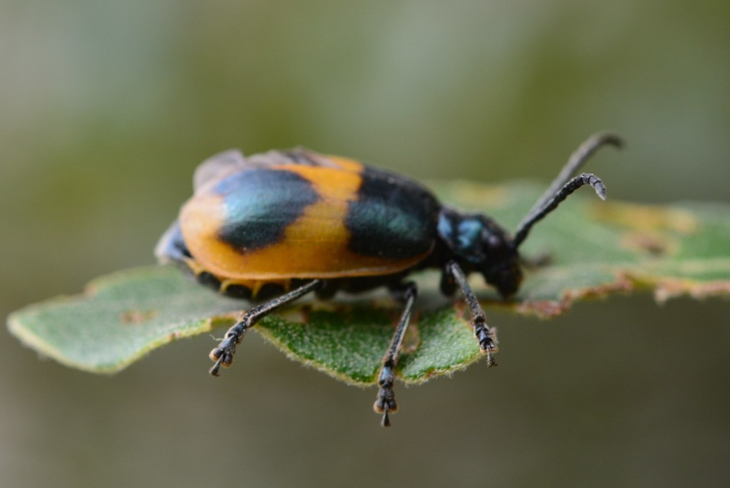 Monocesta ducalis (Escarabajos (Coleoptera) de Veracruz) · BioDiversity4All