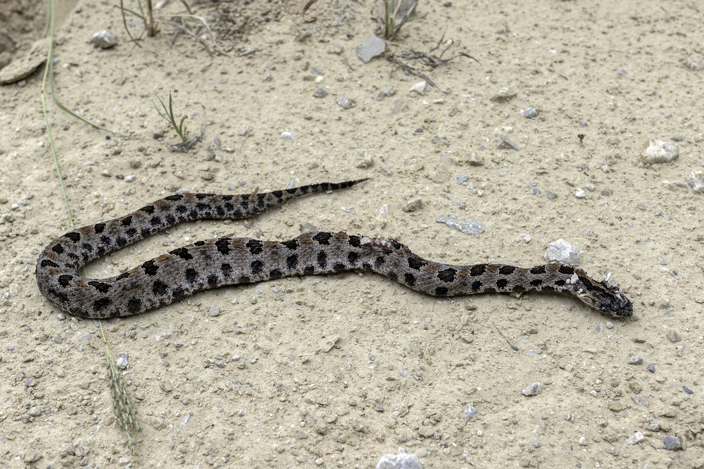 Western Pygmy Rattlesnake in September 2019 by Bryan Box · iNaturalist