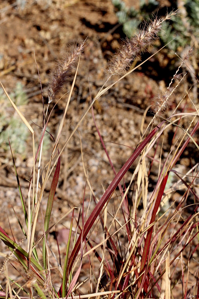 buffelgrass (Cenchrus ciliaris) - Botanical Realm