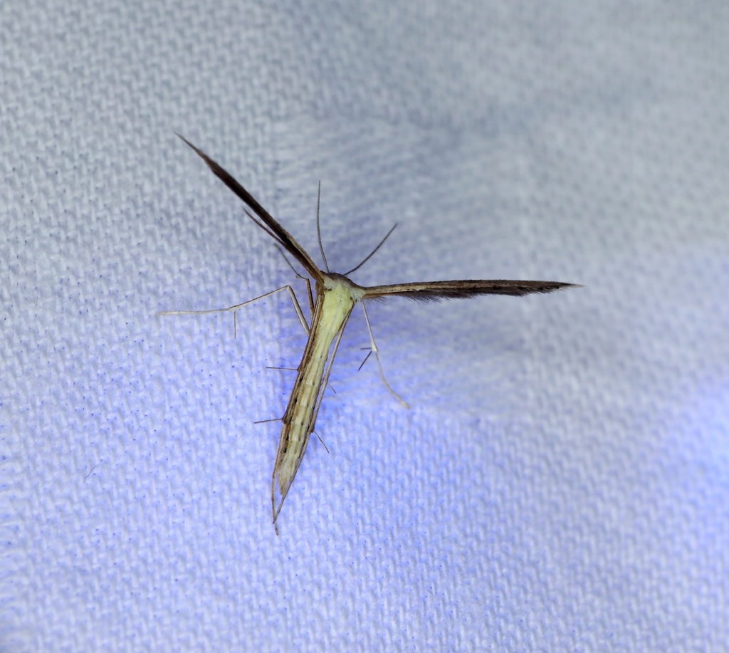 Dwarf Plume Moth from Hong Kong on September 24, 2019 at 08:04 PM by ...