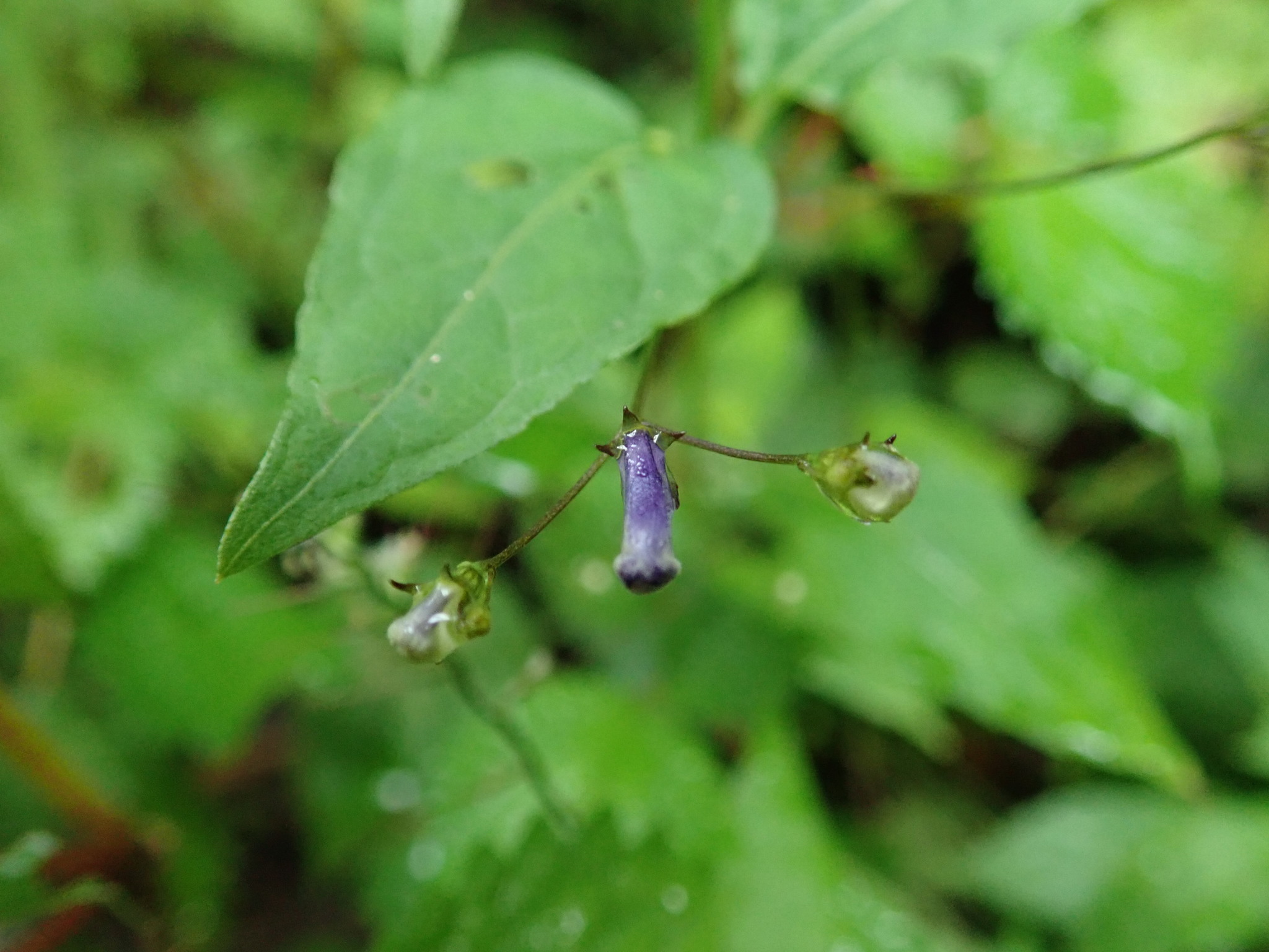 Isodon effusus (Maxim.) H.Hara