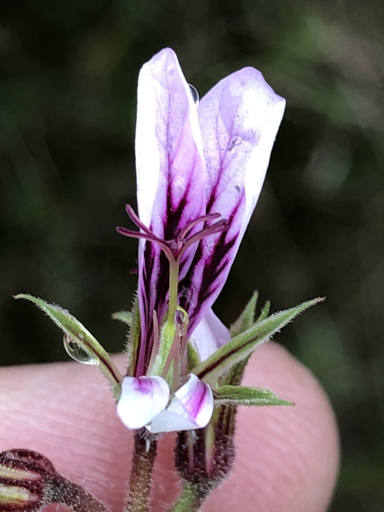 Velvet Storksbill from Helshoogte on September 21, 2019 at 04:14 PM by ...