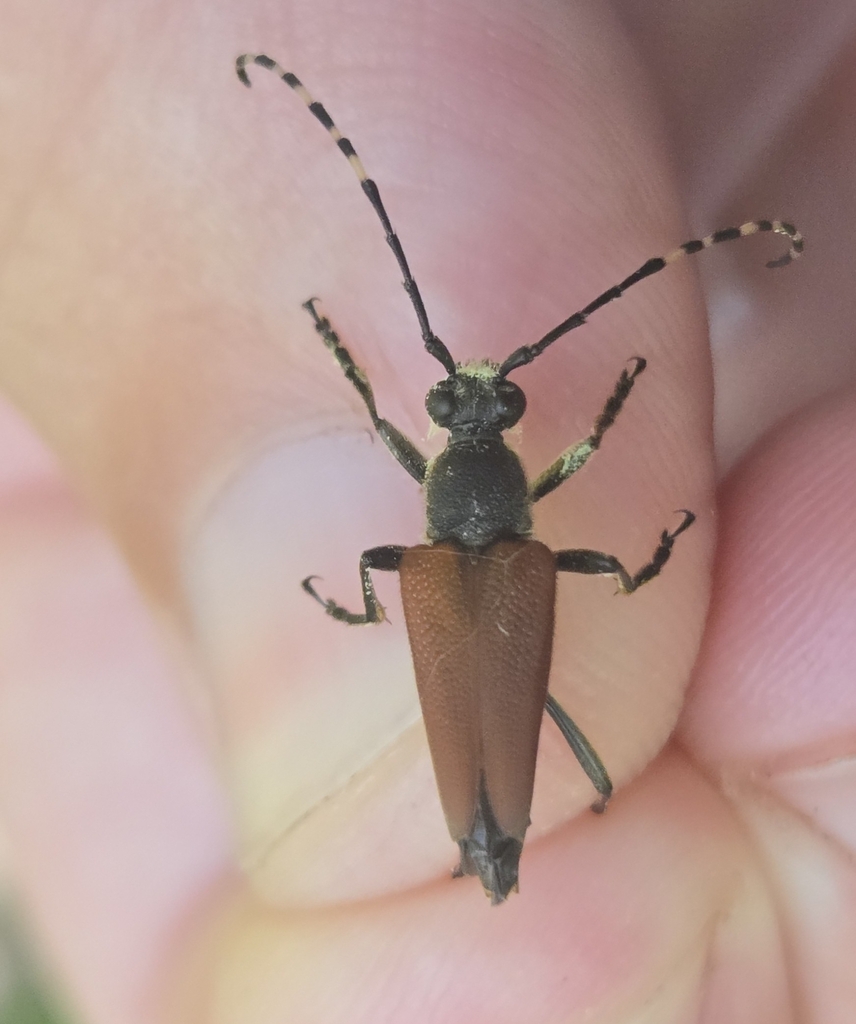 Red-winged Longhorn Beetle from Erie, PA 16507, USA on June 20, 2025 at ...