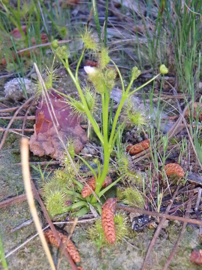 Grassland Sundew from Christmas Hill Native Forest Reserve, SA ...