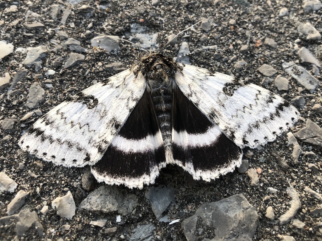 White Underwing (Moths and Butterflies of Massachusetts ) · iNaturalist