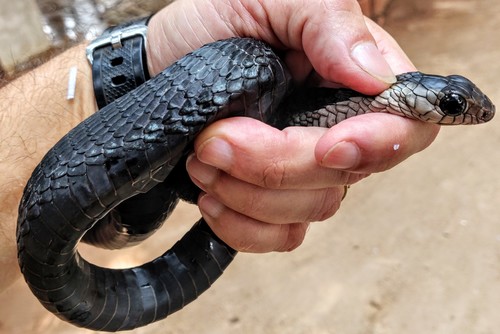 Western Black Tree Snake (Thrasops occidentalis) - Snakes and Lizards