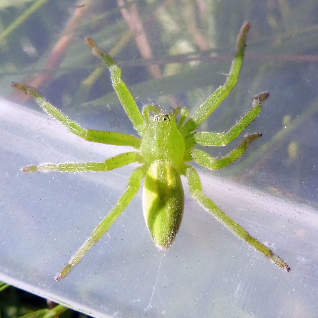 Green Huntsman Spider from Yew Tree Farm, Pembury on September 19, 2019 ...