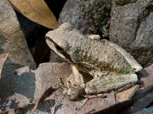 Northern Pacific Tree Frog (Pseudacris regilla) (Wildlife of the United ...