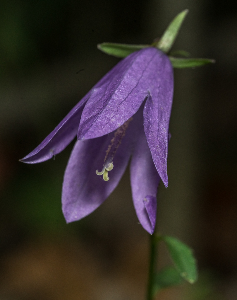 bellflower family (Campanulaceae) - Botanical Realm