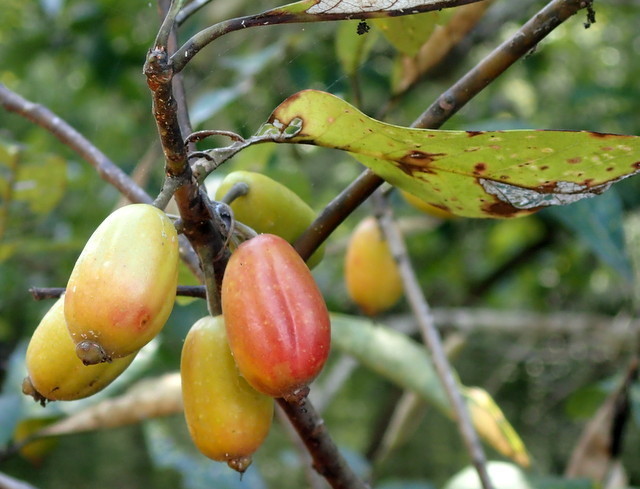 White Tupelo (Nyssa ogeche) - Botanical Realm