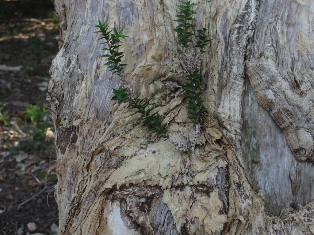 Prickly-leaved Paperbark (Melaleuca styphelioides) - Botanical Realm