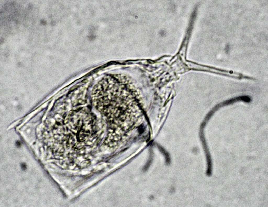 Lecane crepida from Cozumel, Q.R., México on September 8, 2006 at 08:24 ...