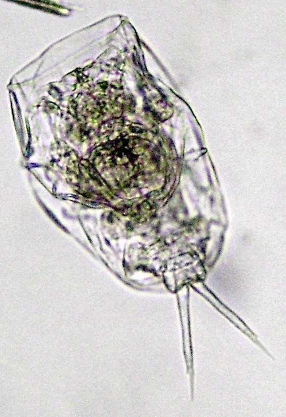 Lecane elegans from Cozumel, Q.R., México on August 16, 2008 at 07:00 ...