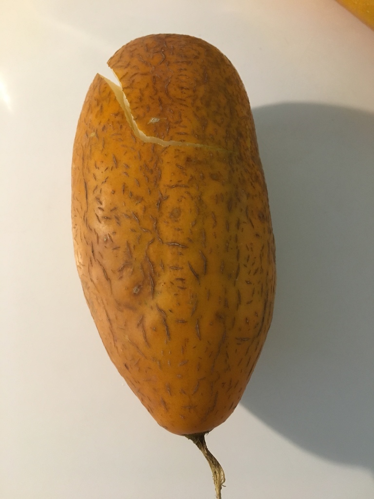 Muskmelon from Sjælland, Greve, Sjælland, DK on September 25, 2019 at ...
