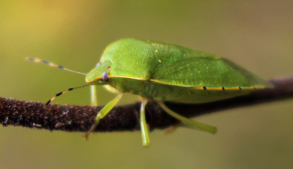 Green Stink Bug from Waterloo, WI 53594, USA on October 16, 2016 at 02: ...