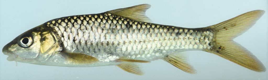 Yellowfishes (Labeobarbus) - Marine Life Identification