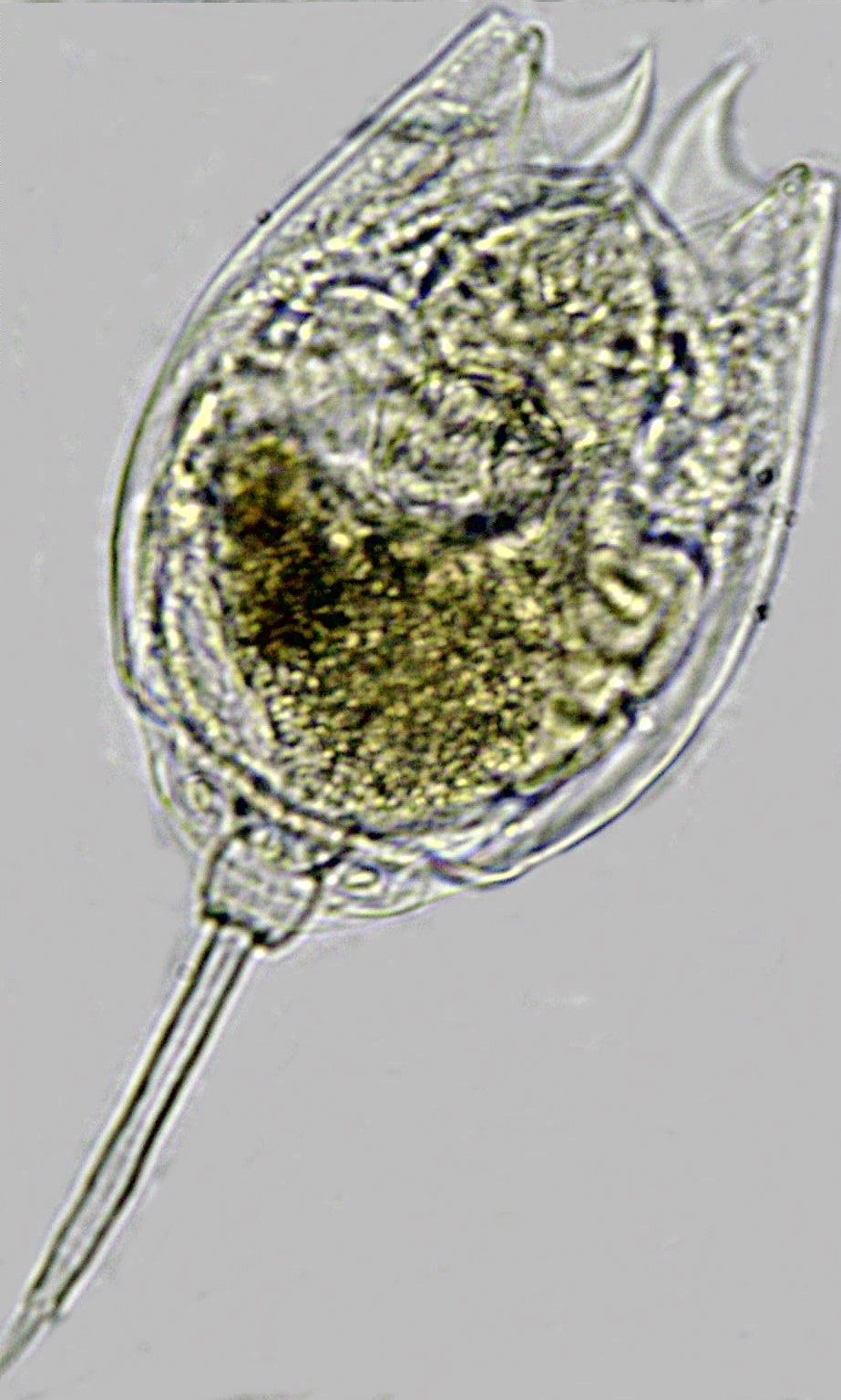 Lecane quadridentata (Ehrenberg, 1830)