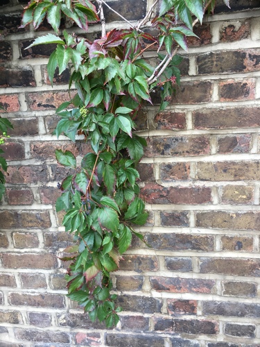 Observations by pendiz · iNaturalist