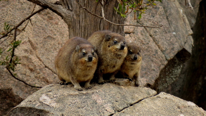 Cape Rock Hyrax (Procavia capensis capensis) - Know Your Mammals