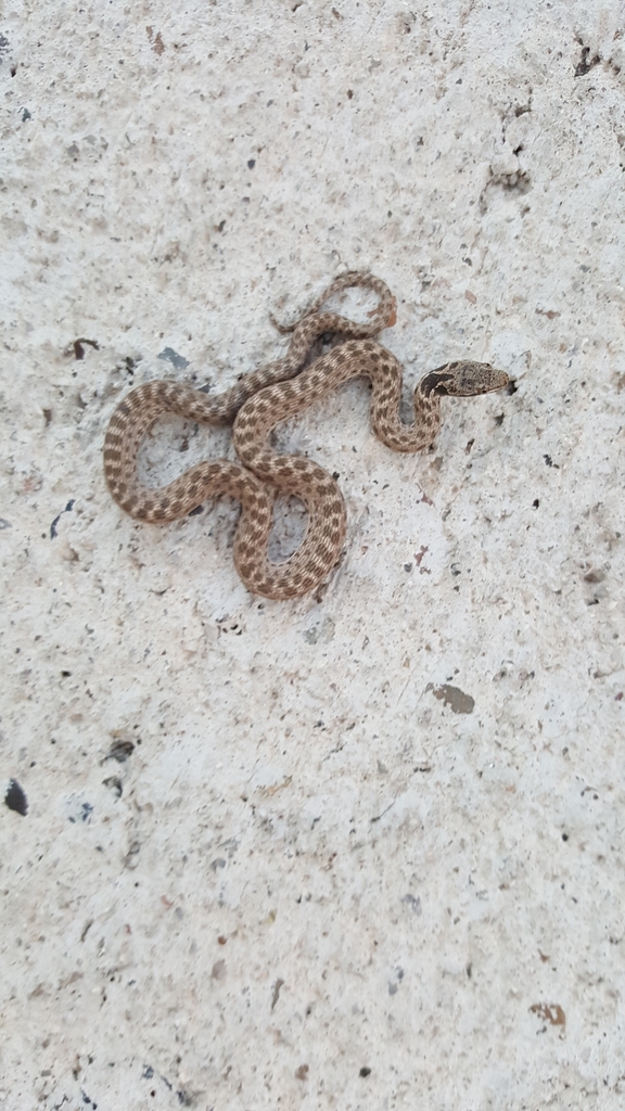 Desert Nightsnake from Fortuna Foothills, AZ, USA on September 25, 2019 ...