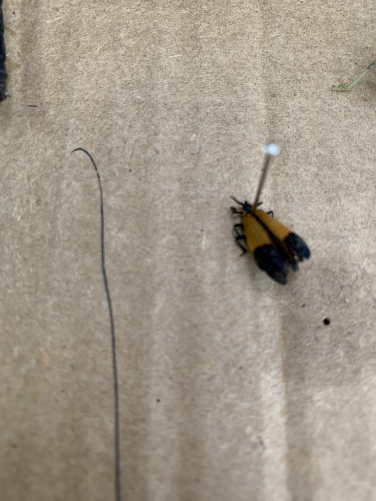 End Band Net-winged Beetle from Warren Sharon Rd, Vienna, OH, US on ...