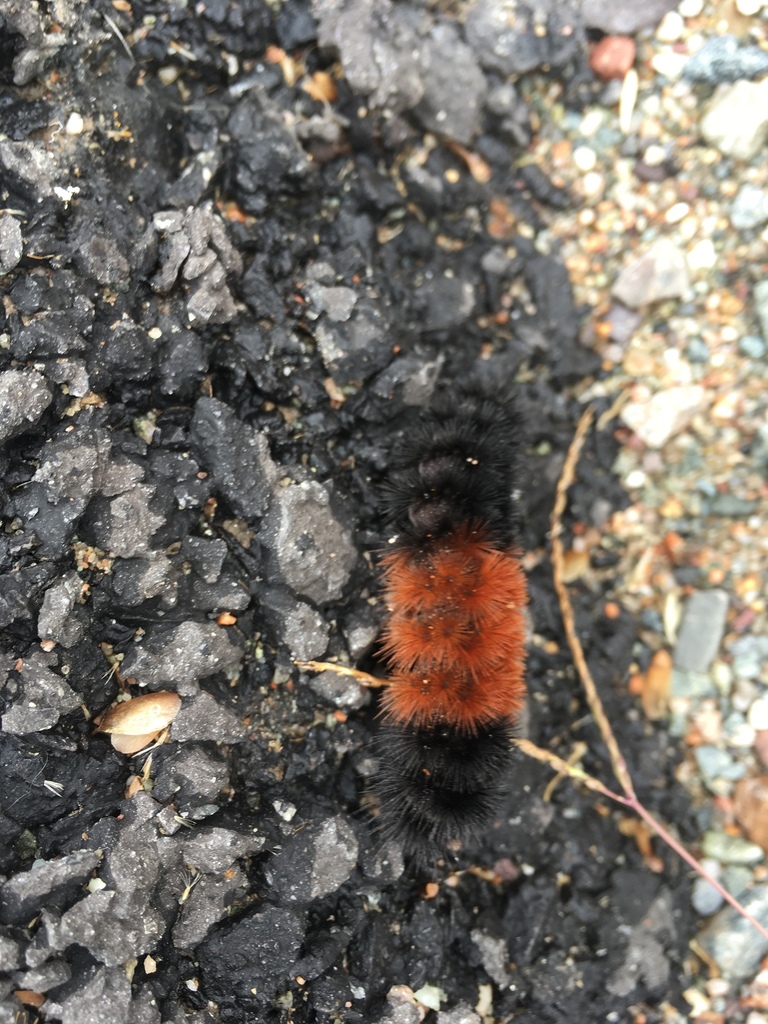 Isabella Tiger Moth from Randy Jones Way, Quispamsis, NB, CA on ...