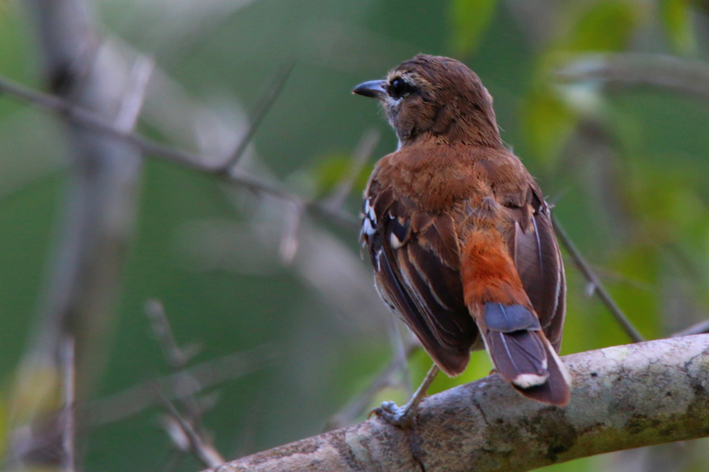 Red-backed Scrub-Robin from North Uthungulu, South Africa on February ...