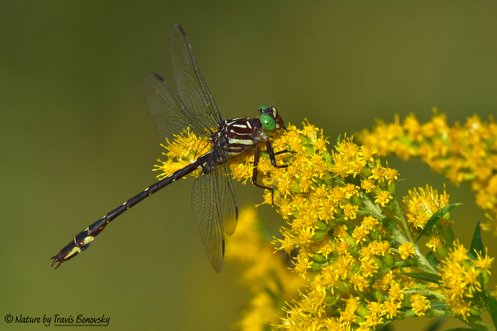 Arrow Clubtail from Lind-Bohanon, Minneapolis, MN, USA on September 21 ...