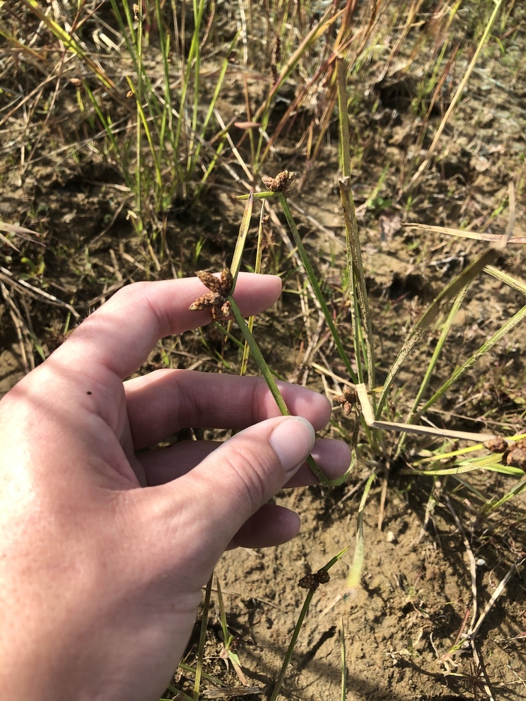 Bog Bulrush from Essex, ON, CA on September 24, 2019 at 03:27 PM by ...