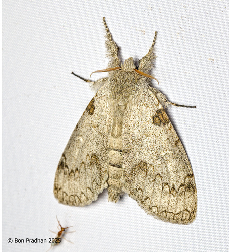 Calliteara postfusca · iNaturalist