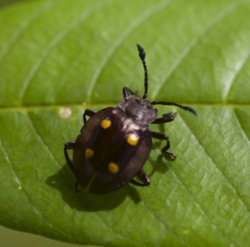 Eumorphus politus · iNaturalist