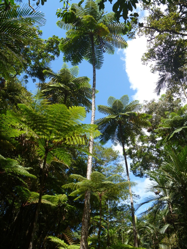 (Sphaeropteris intermedia) - Botanical Realm