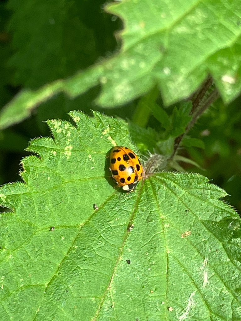 Asian Lady Beetle from Common Road, Wolverhampton, England, GB on June ...
