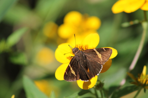 Autochton cincta (Insectos del Parque Chipinque) · BioDiversity4All