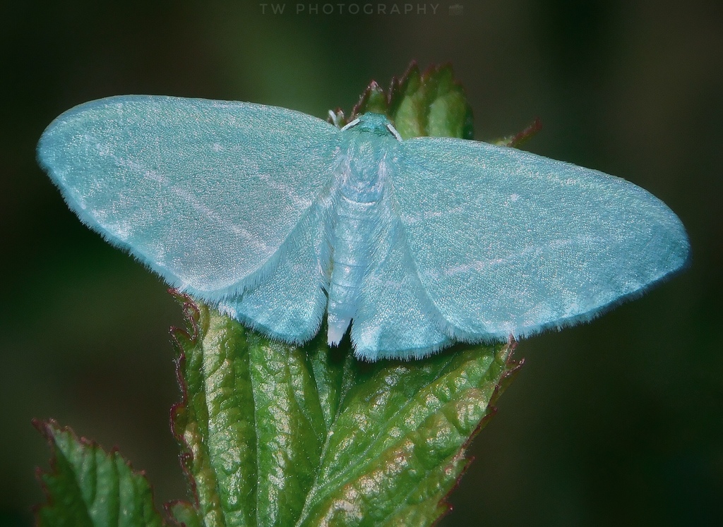 Bad-wing Moth from Ermandus Dr, Honea Path, SC, US on April 28, 2018 at ...
