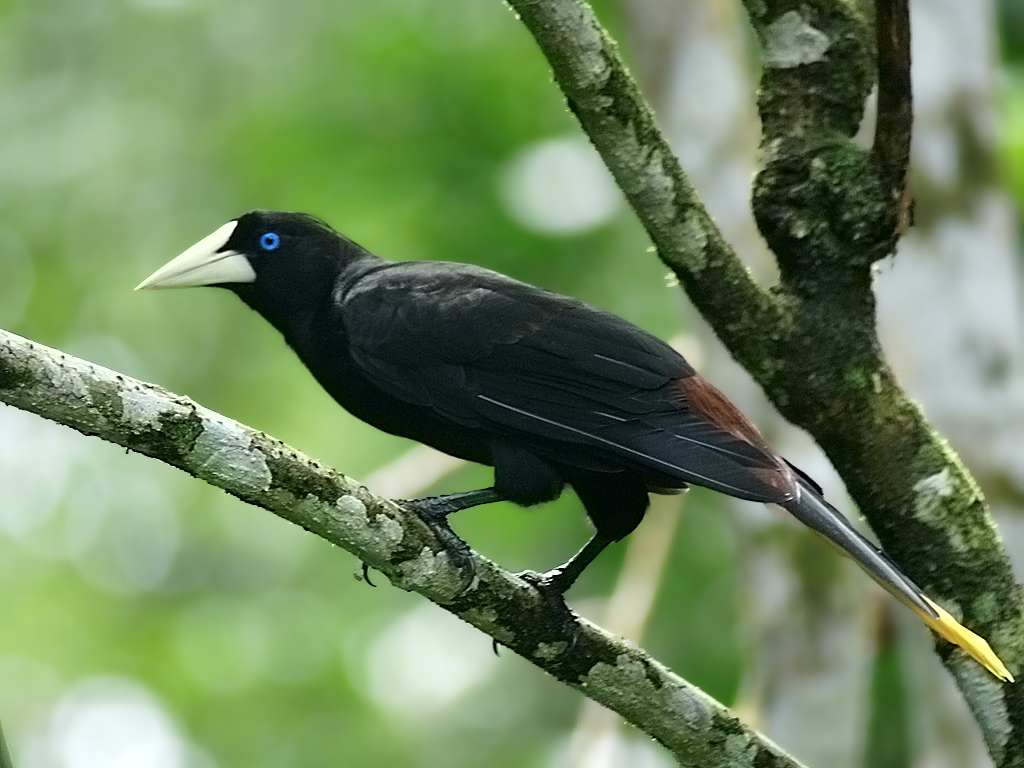 Crested Oropendola (Birds of the Colombia's North Coast) · iNaturalist