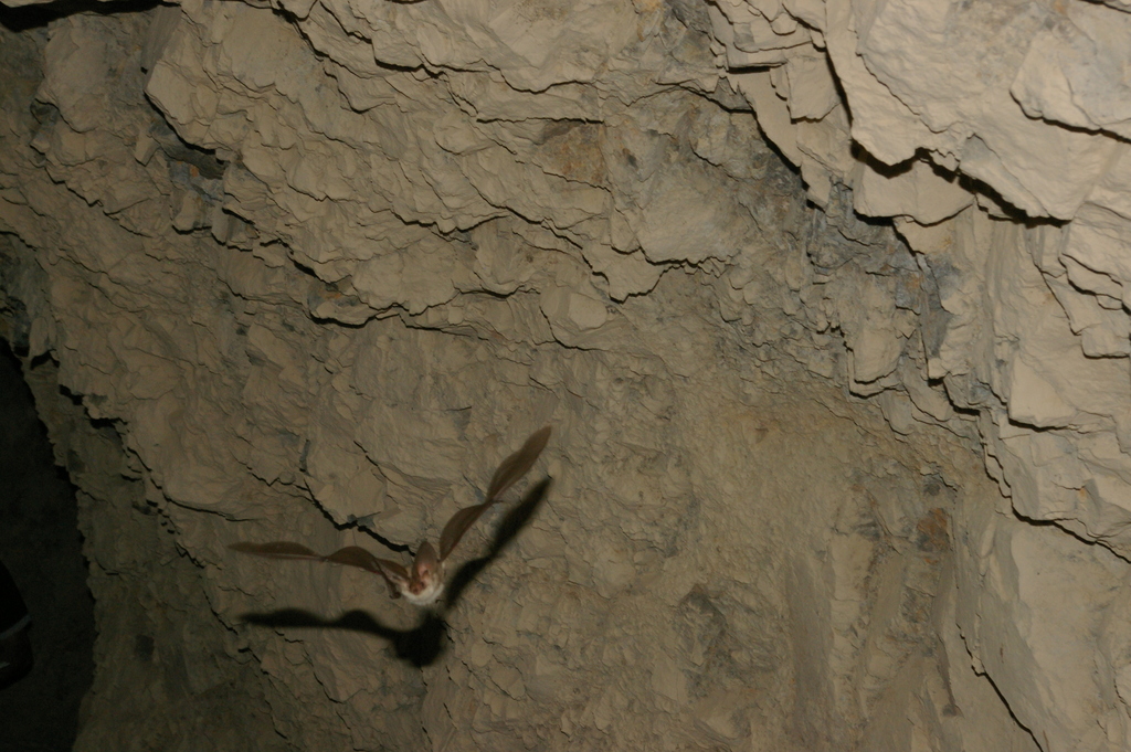 Strelkov's Long-eared Bat (Plecotus strelkovi) - Know Your Mammals