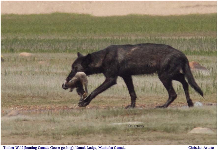 Plains Wolf (Canis lupus nubilus) - Know Your Mammals